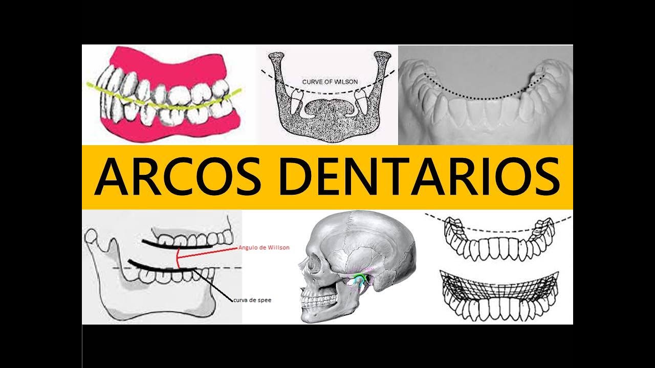 "LOS ARCOS DENTARIOS, LAS CURVAS" - YouTube