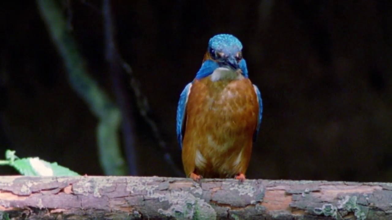 National Geographic WILD | Animal Fight Club Trailer - YouTube