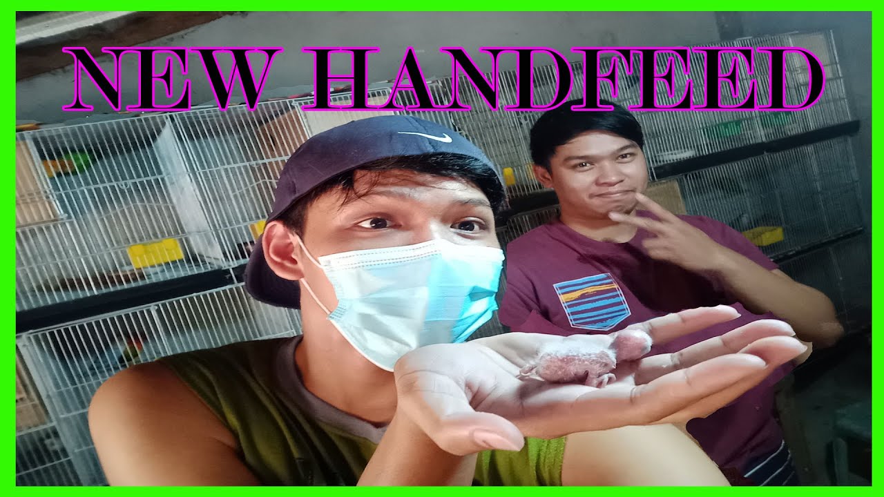 Albs 2 Hand Feed and Mini Aviary Visit - YouTube