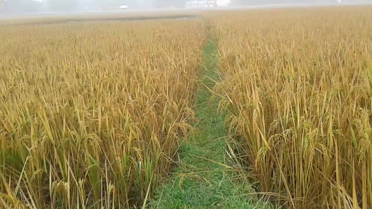 Dhan khet - YouTube