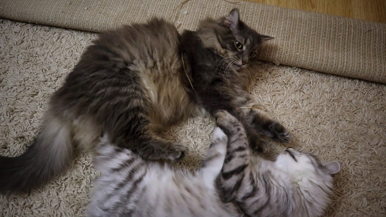 Funniest Cat Fight | Try not to laugh Challenge - YouTube