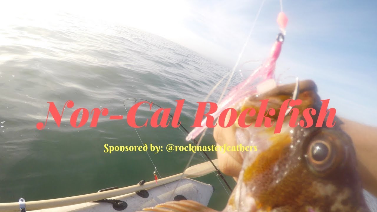 Rockfish Nor-Cal Coast : Sponsored Trip (Rockmaster Feathers Shrimp Fly ...