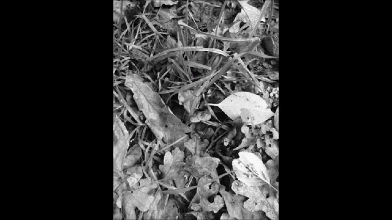 Case Study 4: Adaptation 1 - "Keele Woods inspired by Julia Calfee ...