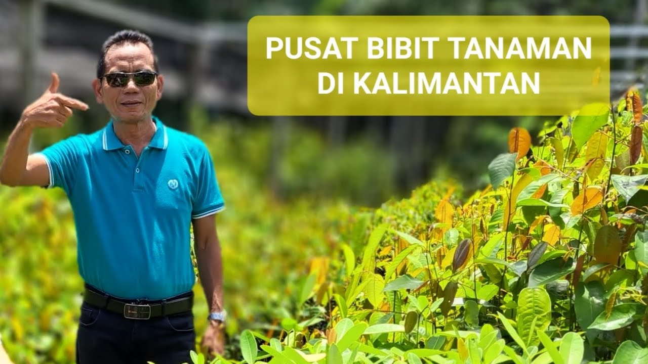 PENANGKAR BIBIT ENDEMIK KALIMANTAN, BIBIT MERANTI, BIBIT HHBK di ...