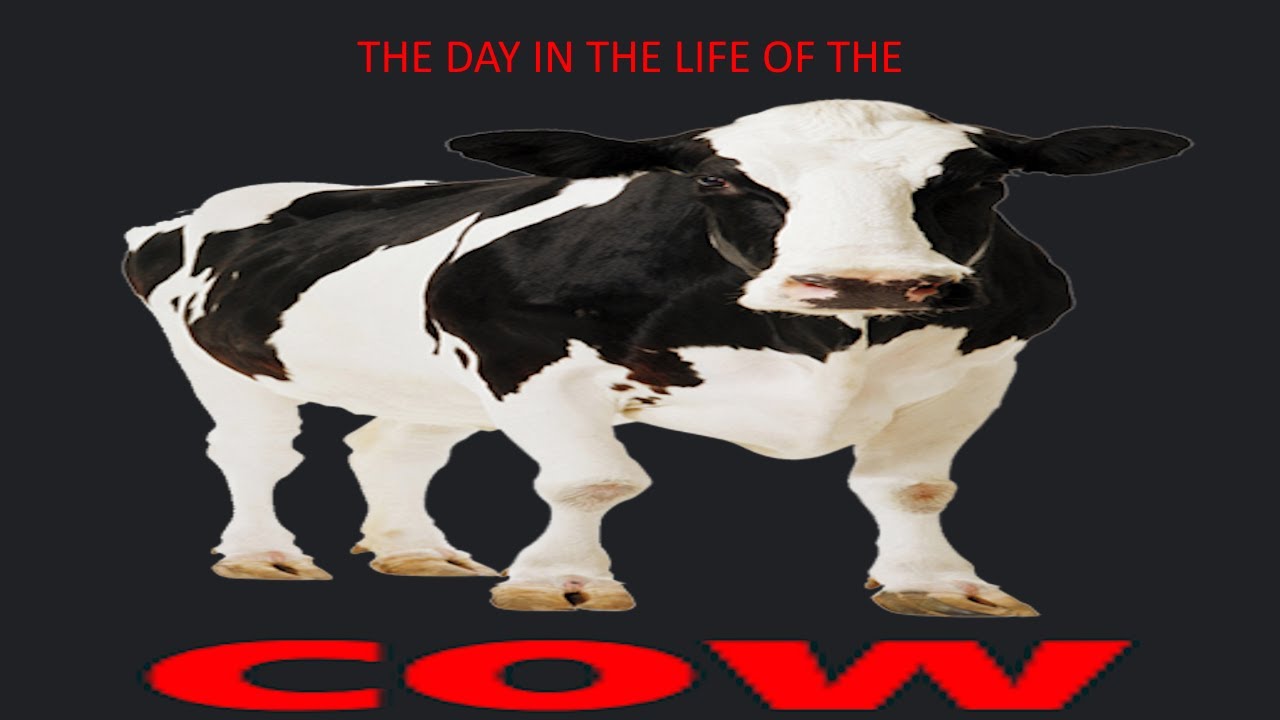 The Day In The Life Of A Cow - YouTube