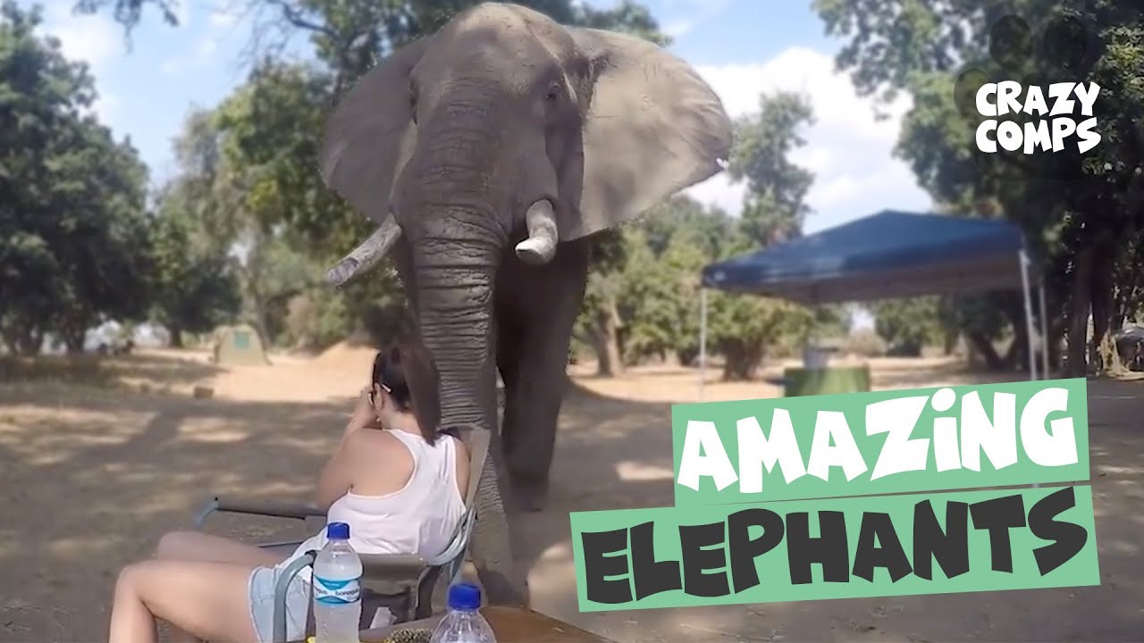 Amazing Elephant Encounters Caught on Camera - YouTube
