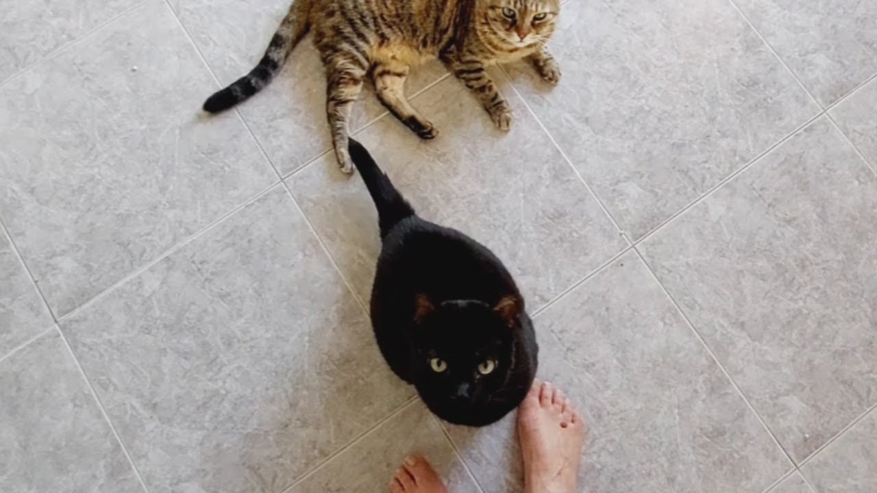 Meow, Cute Cat Wants Pets. #Jules & #Emma - YouTube