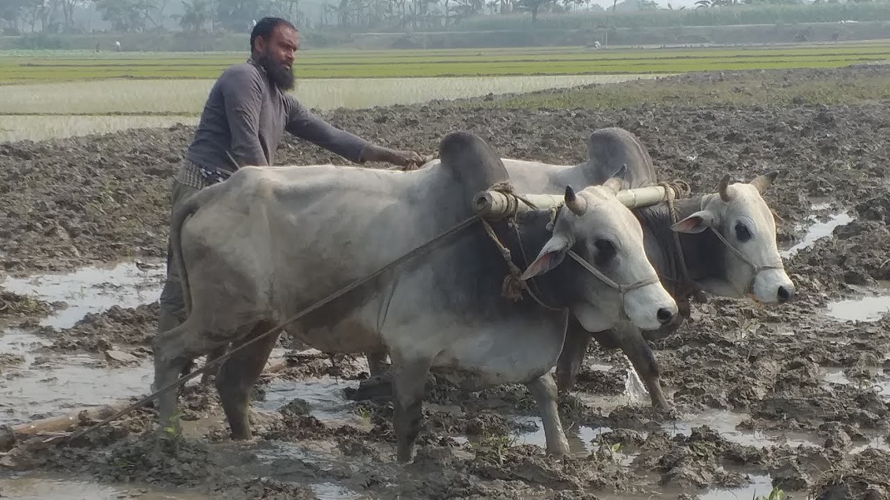 Traditional Method of Ploughing by Bullock // Oxen Ploughing Field ...