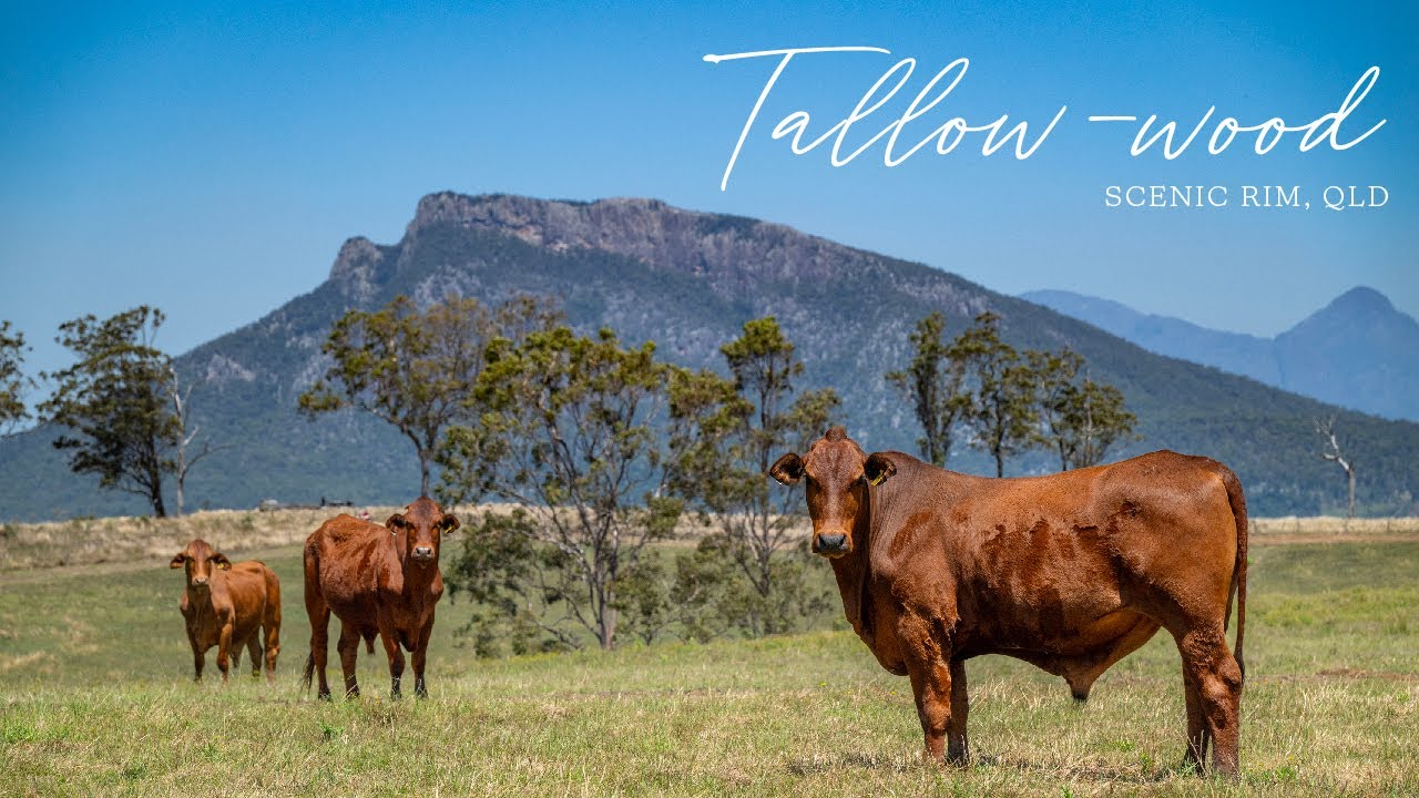 ‘Tallow-wood’, Scenic Rim, Qld - YouTube