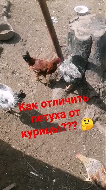 какотличитьпетухаоткурицы куры занеслись яйценоскость яйца несушки