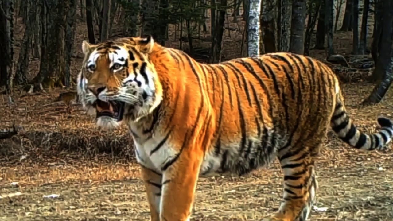 A male siberian tiger in china - YouTube