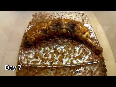 1000 Turkestan cockroach vs banana timelapse 12 days