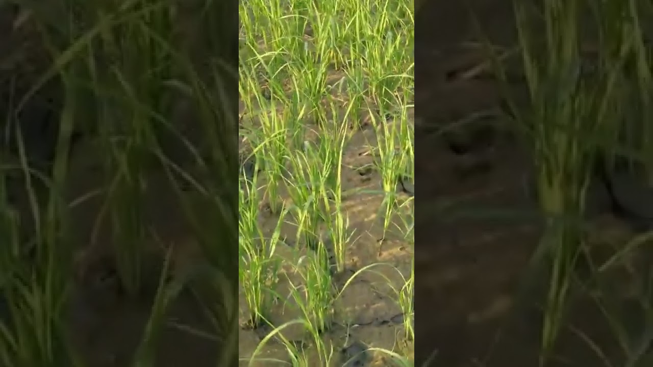 mere khet ki hariyali - YouTube