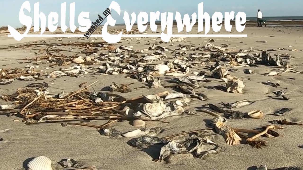 Shelling... Beach walk LOST IN SHELL HEAVEN Finding Beach Treasures ...