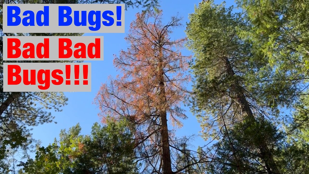 Assessing the Damage Bugs Killing the Douglas Fir Trees - YouTube
