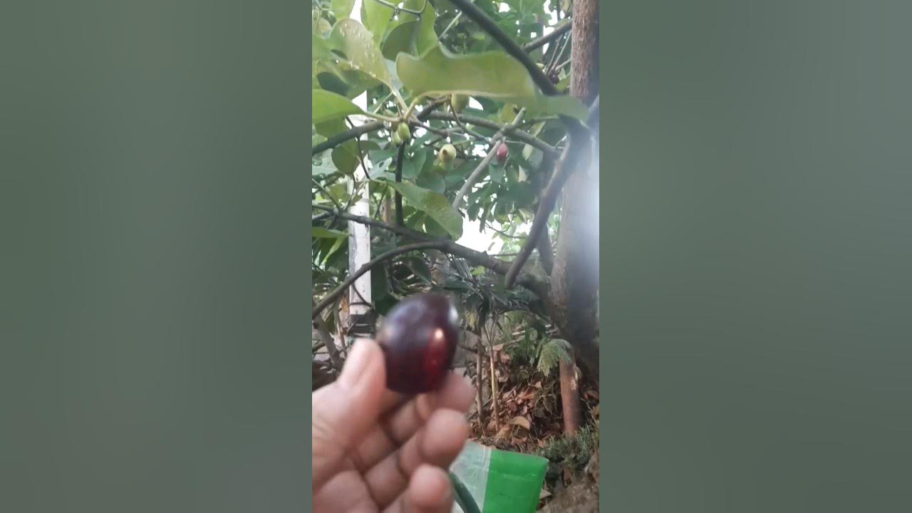 Duhat or Java Plum Tree #shorts #fruits #duhat #yummy - YouTube