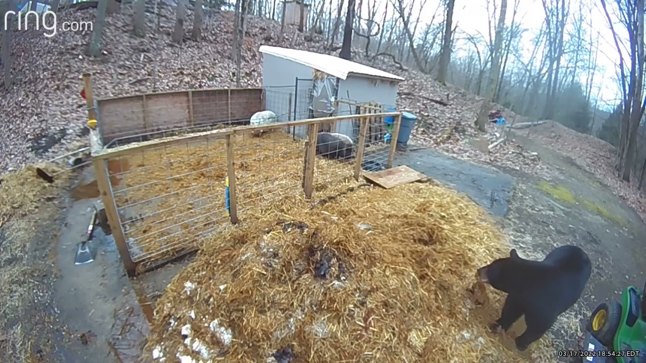 Pigs tag team bear - YouTube