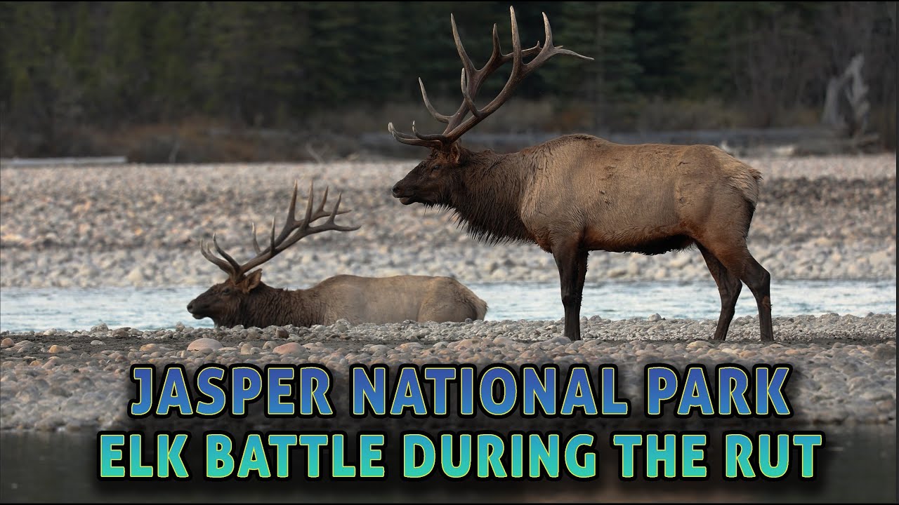 Elk Fight During the Rut - Jasper National Park - Elk Battle in the ...