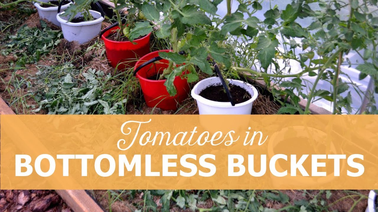 Tomatoes in bottomless buckets - YouTube