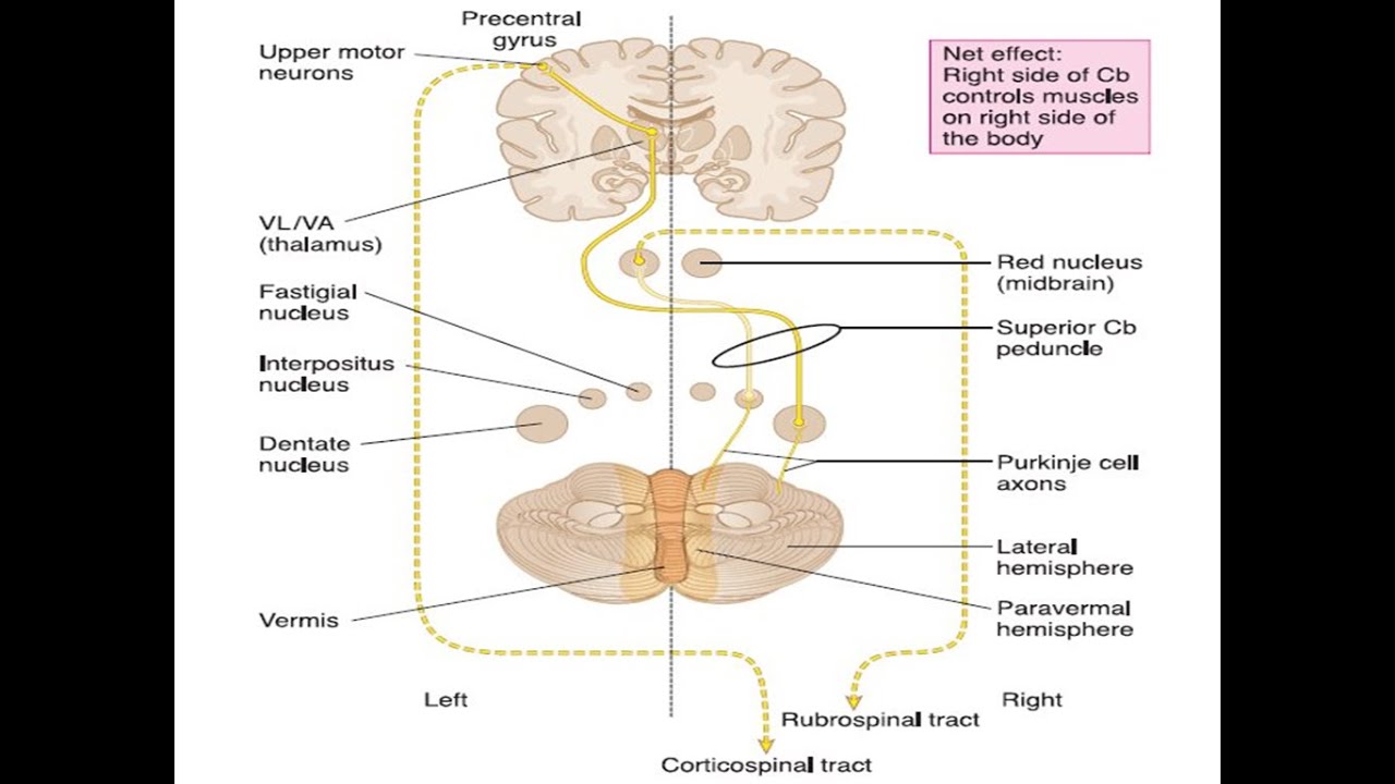Fastigial Nucleus Pathway