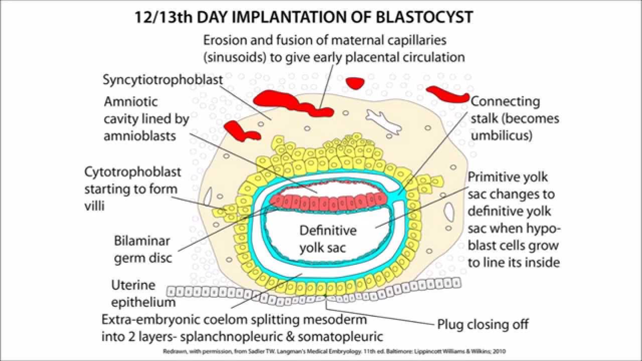 Embryology in a Nutshell part 1 - YouTube
