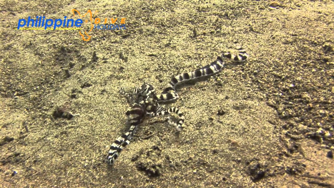 Creatures of the Philippine Sea #12 - Mimic octopus - YouTube