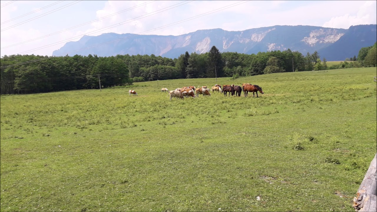 Kurzvideo einer schönen Wiese nahe von Fürnitz l Fabi2509 - YouTube