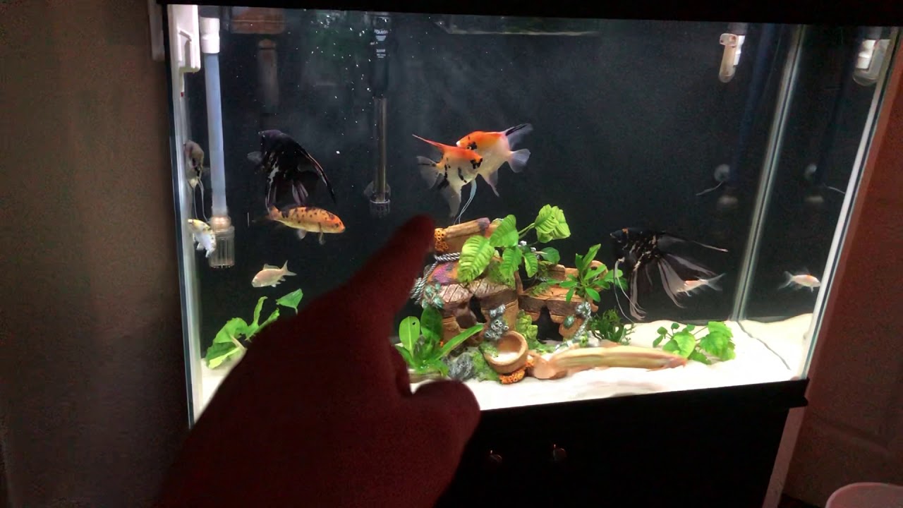 45 gallon planted fish tank - YouTube