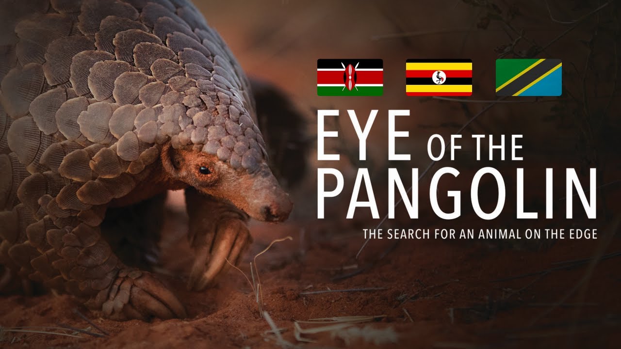 Eye of the Pangolin. Swahili. Official Film [HD]. The search for an ...