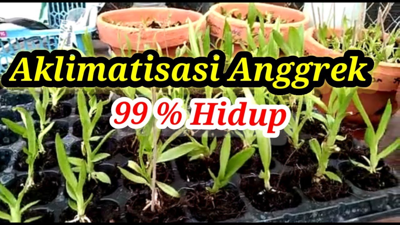 CARA AKLIMATISASI ANGGREK DENDROBIUM YANG EFEKTIF TANPA RIBET I AKLIM ...