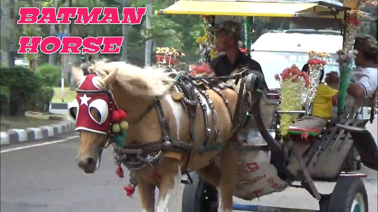 HORSE FROM JAVA|| KUDA BATMAN DARI JAWA🦄 - YouTube