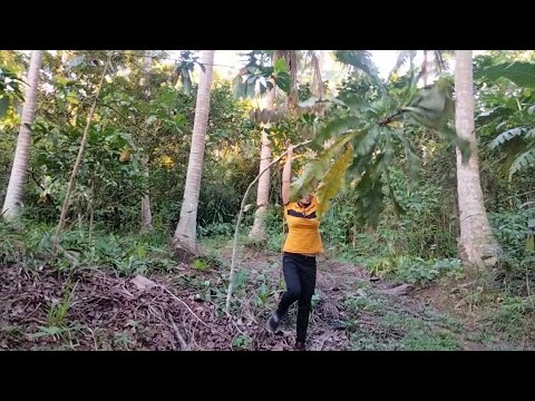 Mahabang dahon ,sa gubat kinakain pala 😳 - YouTube