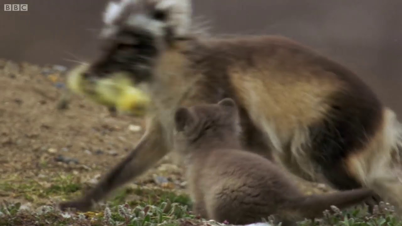 Arctic Fox Kills Snow Goose Chicks Planet Earth BBC Earth - YouTube