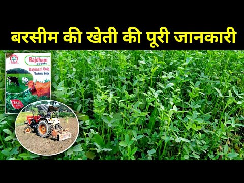 बरसीम की खेती का पूरी जानकारी 🌱🌱 berseem ki kheti kaise karen | barsim ...