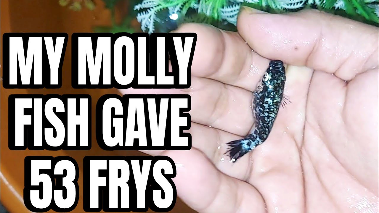 Finally | I Got 53 Molly Fish Frys - YouTube
