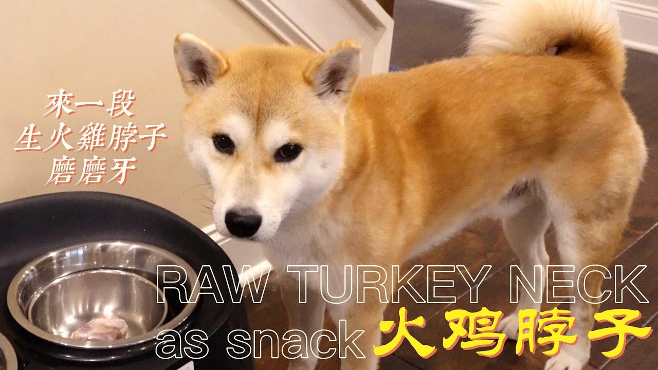 SHIBA LIKES RAW TURKEY NECK - YouTube