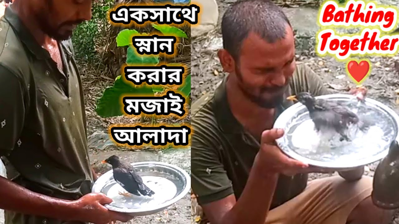 I'm bathing with two shalik birds - YouTube