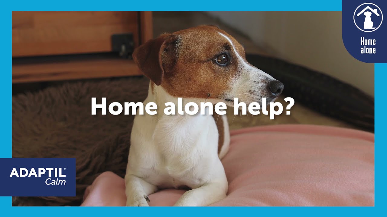 How Do I Retrain My Dog To Sleep Alone