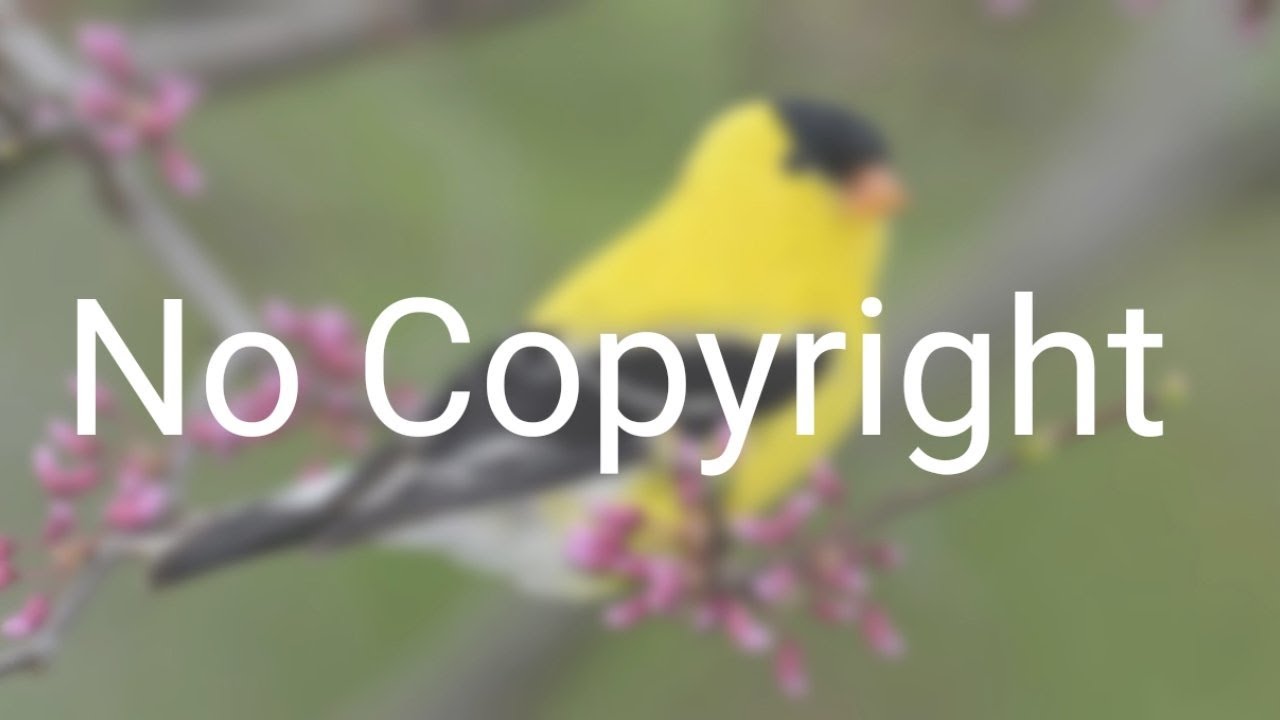 No Copyright Bird Sounds | Birds Chirping | Copyright free Sounds | NCS ...