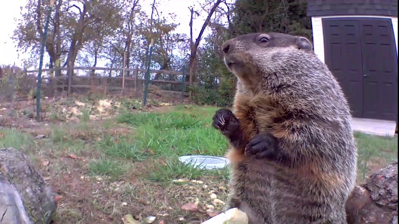 Chunk’s Last Meal Before #Hibernation - YouTube