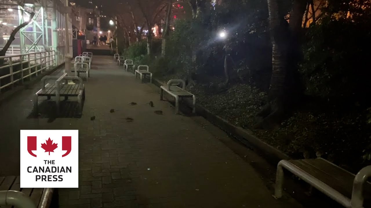 Sun sets, and a swarm of rats rises in Vancouver - YouTube