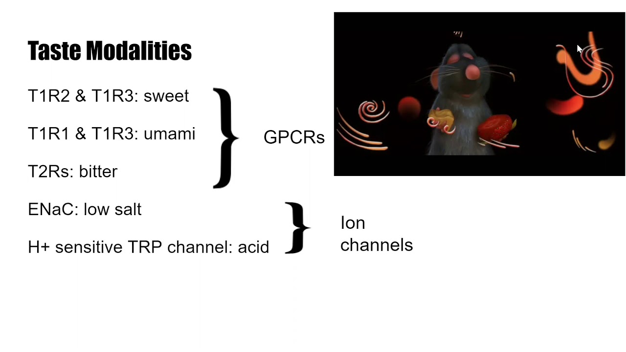 Taste Transduction Pathway - YouTube