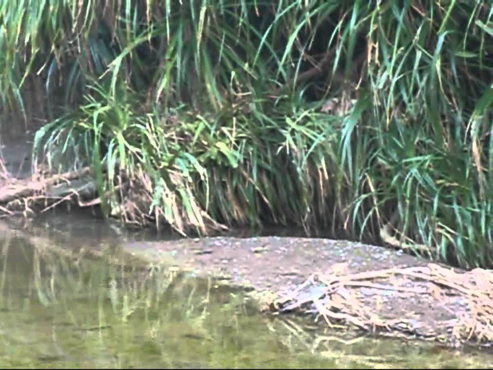 Be careful of wild animals on your side - YouTube
