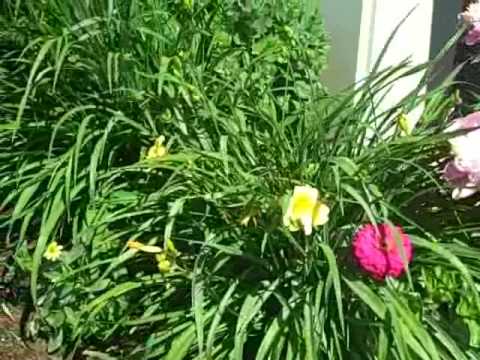 Temple of ECK Flowers - Eckankar - Chanhassen Minnesota - YouTube