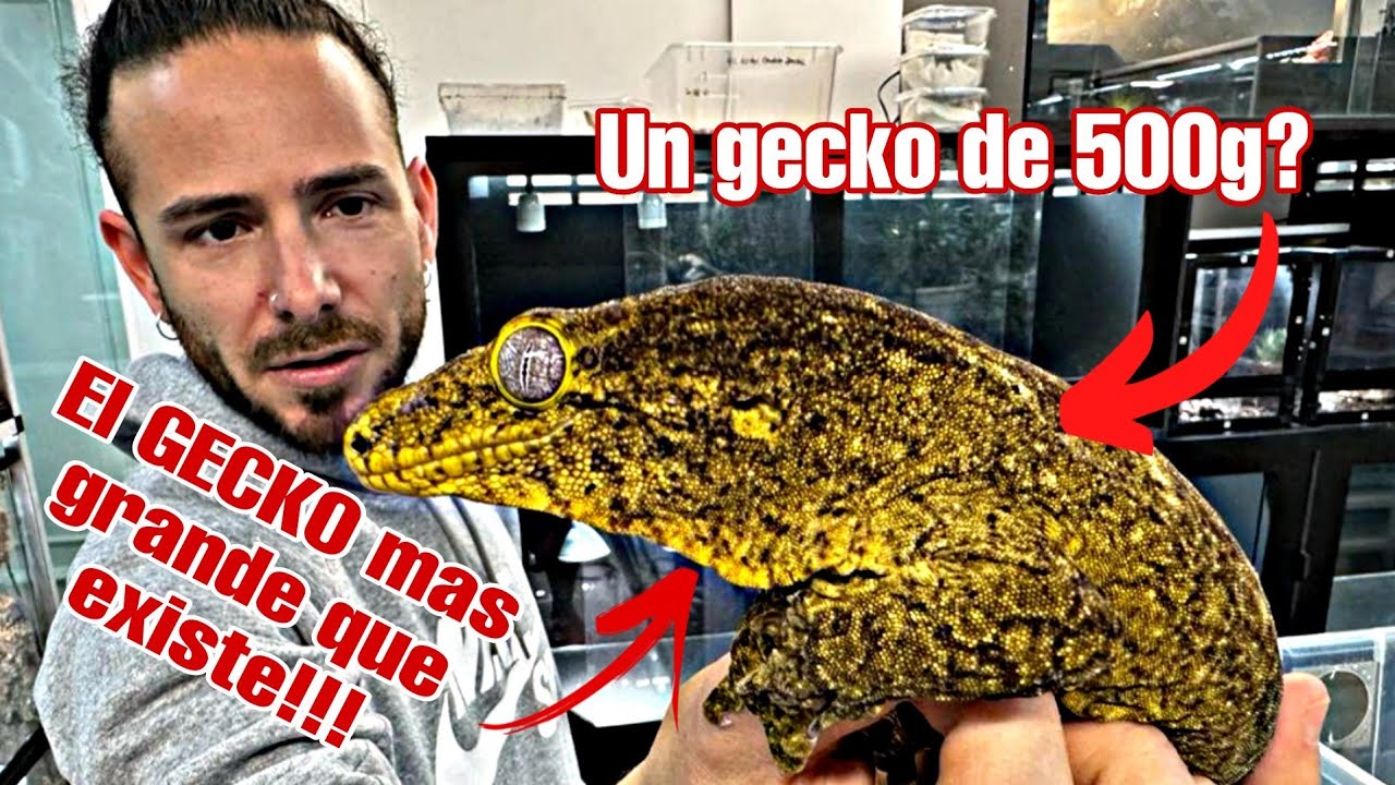 EL GECKO MAS GRANDE DEL MUNDO -GECKOS DE NUEVA CALEDONIA -GECKO ...