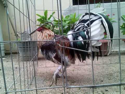 Gallo kelson kurt semental del partido gavilanes c2 disponible cel ...