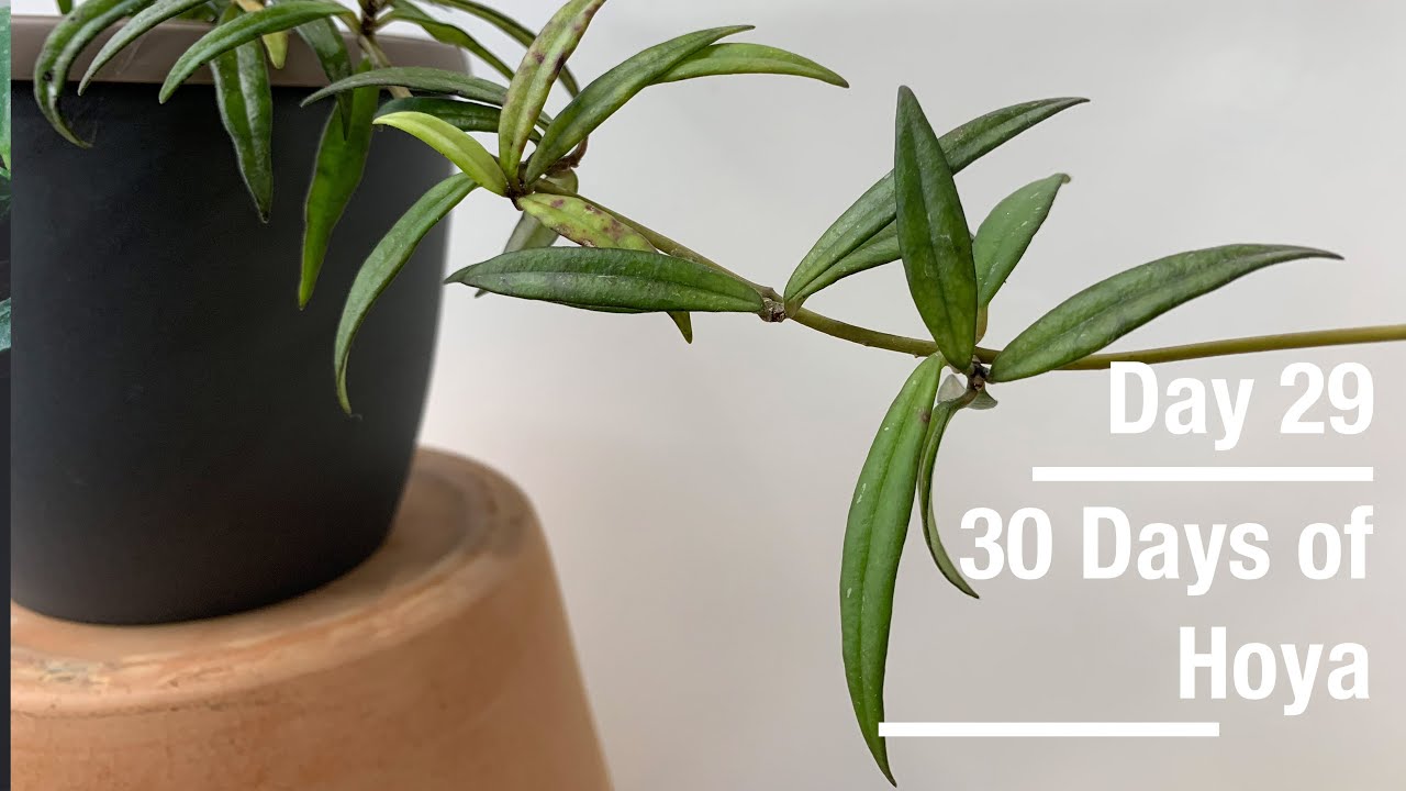 Hoya pauciflora | 30 Days of Hoya - 29 of 30 - YouTube
