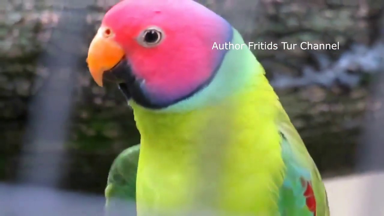 Talking Plum Headed Parrot | Talking Parrot | Talking Parakeet | Tamed ...