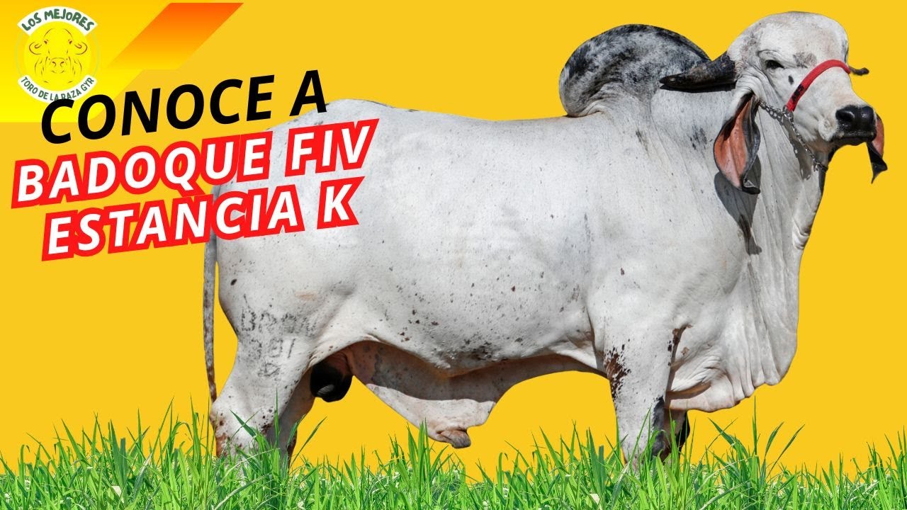 ¡ASOMBROSO! BADOQUE, EL TORO QUE COMBINA FERTILIDAD, TEMPERAMENTO Y ...