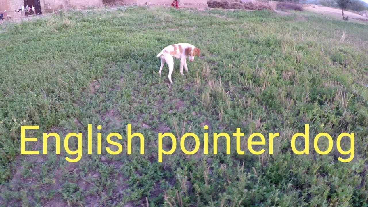 English pointer dog /Pakistani - YouTube